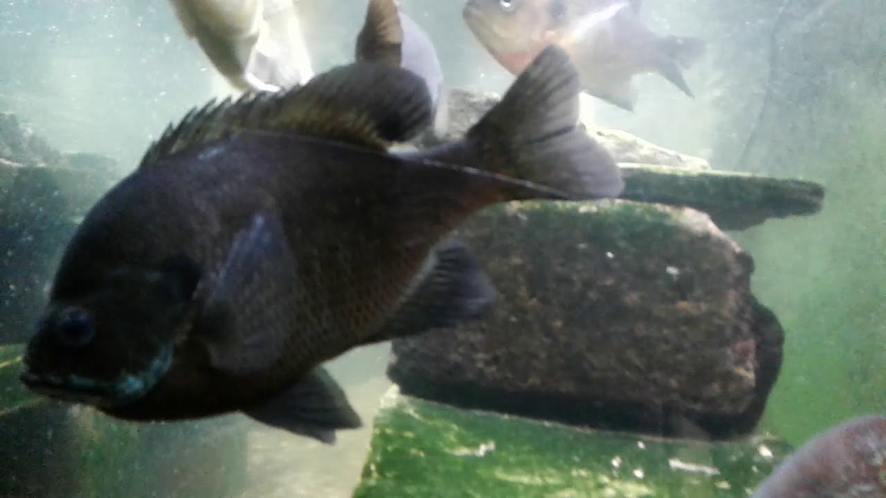 Ohio pan fish..................... - YouTube