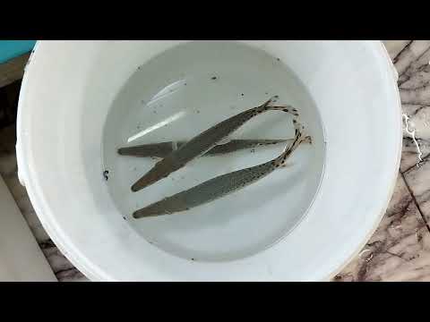 Akvaryum Vlog #481 (Dev Timsah Balıkları Geldi)