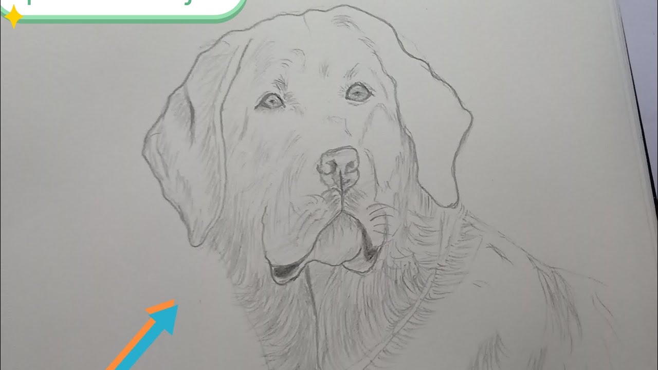 Aprendiendo a dibujar un perro 🐕 con lápiz 8b #perro - YouTube