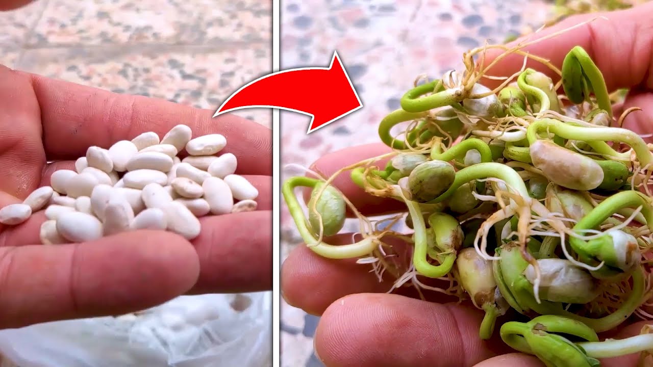 Grow Fresh White kidney beans at home | Growing white kidney beans ...