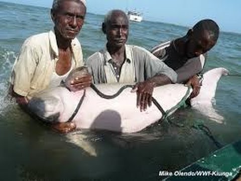 Mermaid Caught On Camera By Fishermen - YouTube