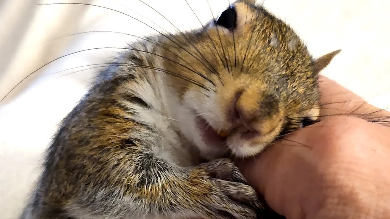 I fell in love with a disabled squirrel - YouTube