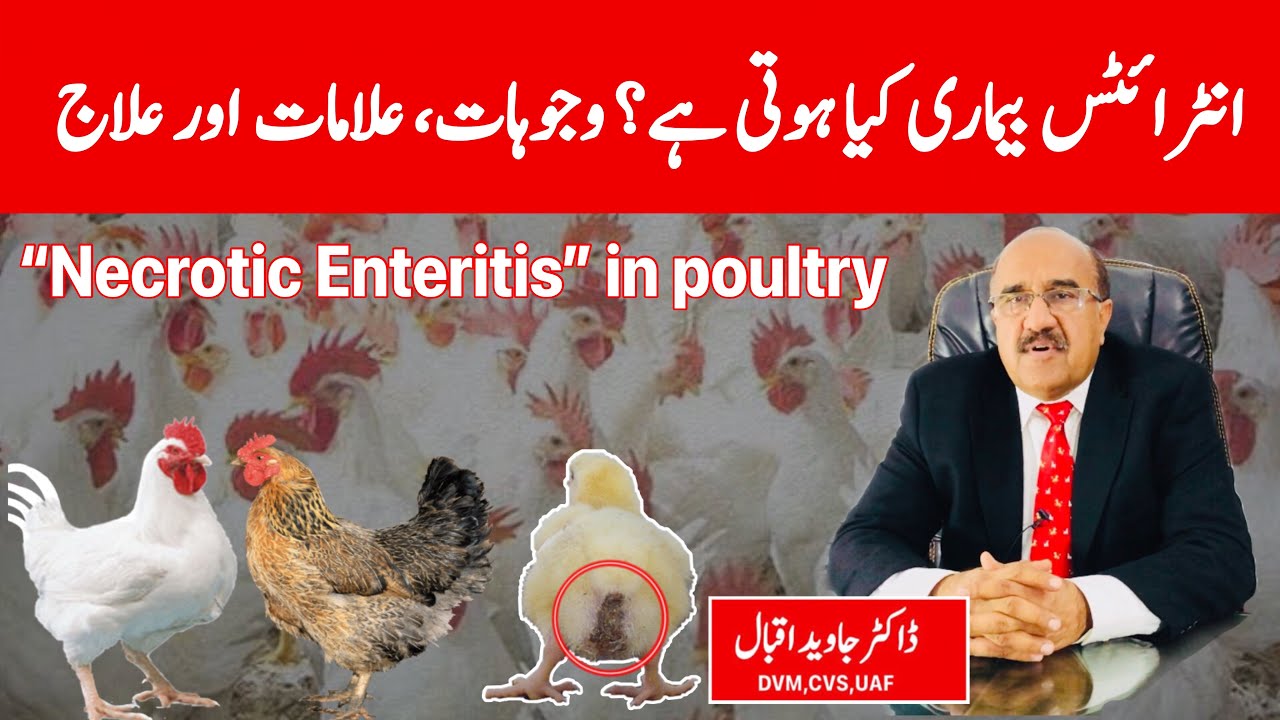 What Is Necrotic Enteritis Disease In Chicken Explained By Dr Javed ...