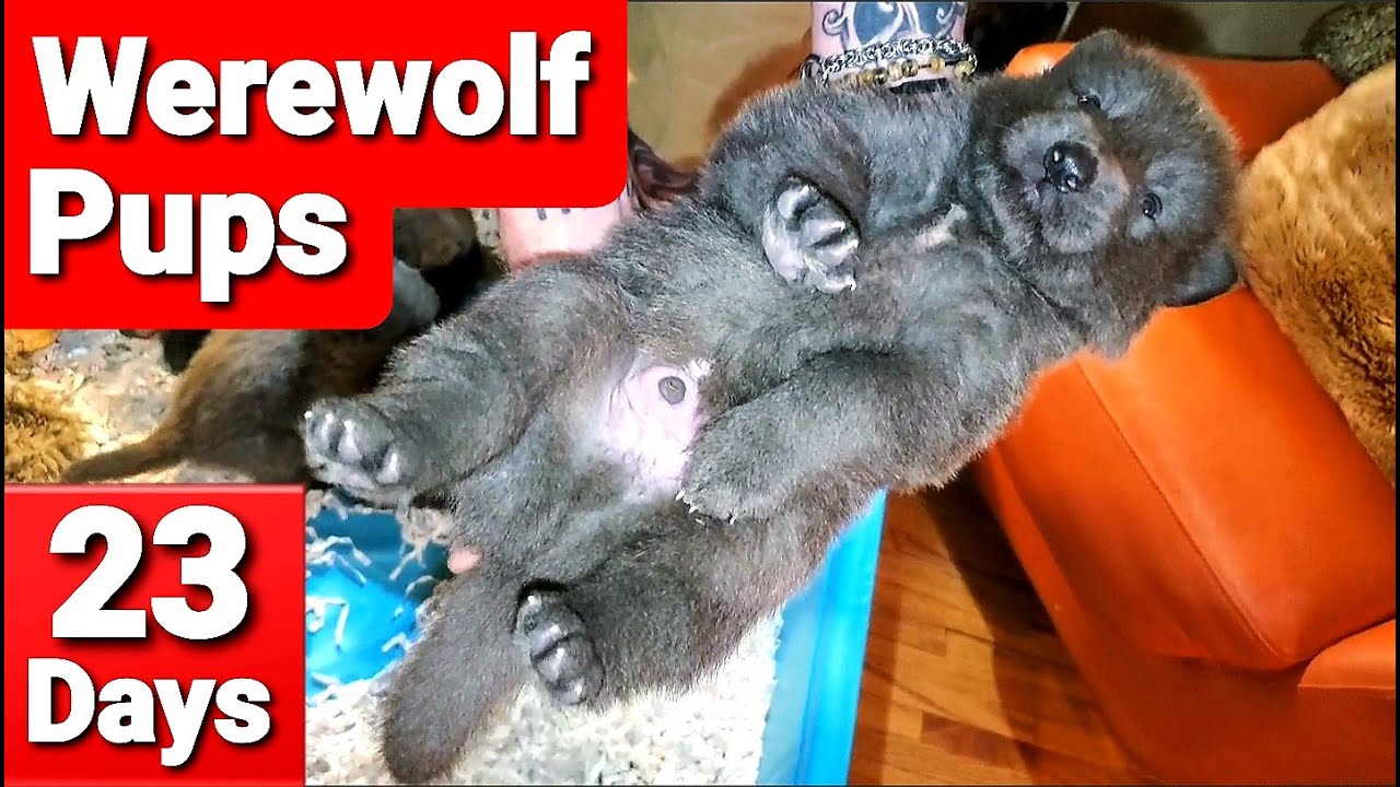 Werewolf Puppies Playing - Beautiful Lycan Shepherd Puppies - YouTube