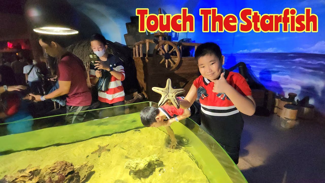 Pegang Starfish di touch pool Elmer masa takut sih guys - YouTube