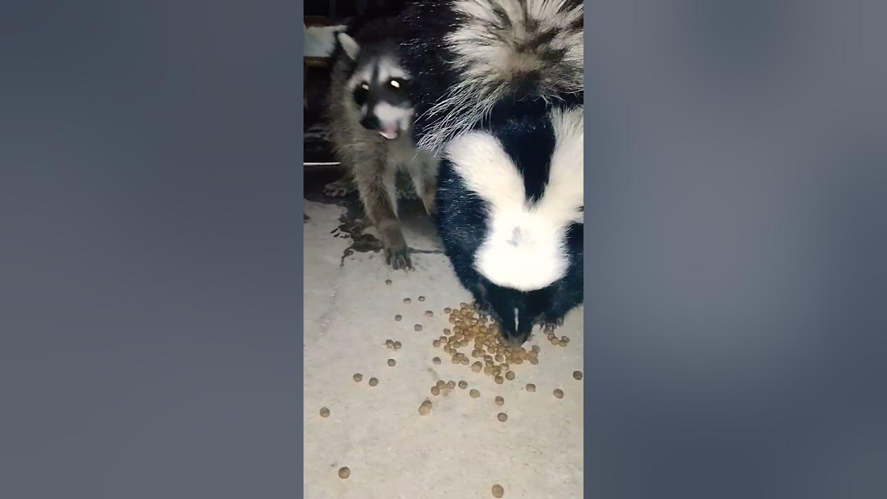 Raccoon vs Skunk #animals #shortvideo #shorts - YouTube