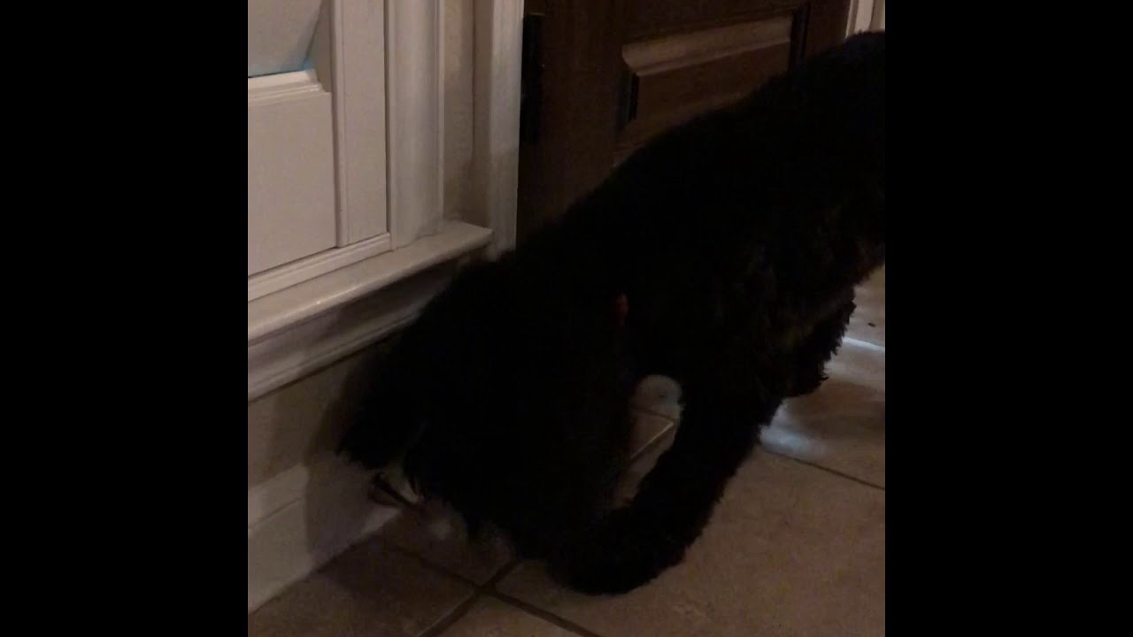 Even animals can experience the fight or flight response - YouTube