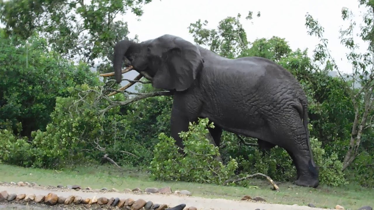 Elephant Destroying A Tree In Queen Elizabeth National Park - YouTube