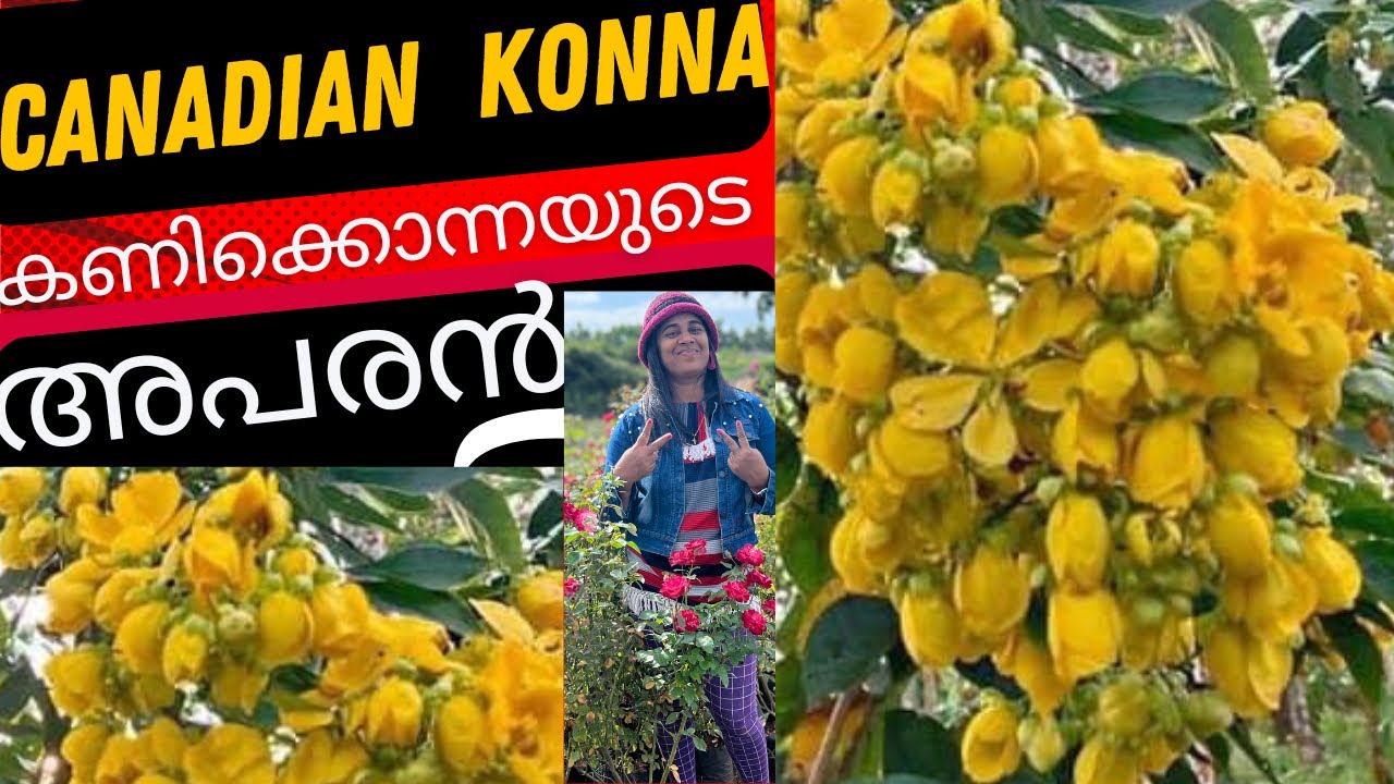 കണിക്കൊന്നയുടെ അപരൻ /Canadian Konna - YouTube