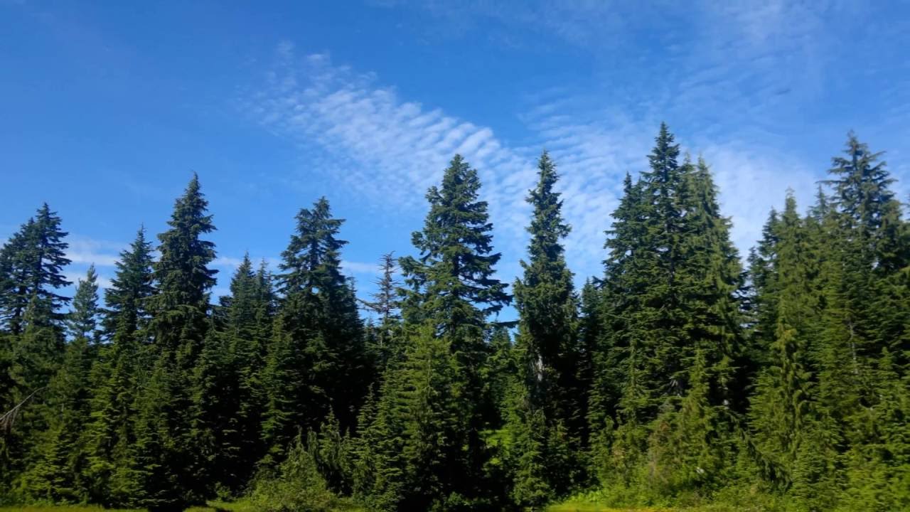superlative tree in the world - YouTube