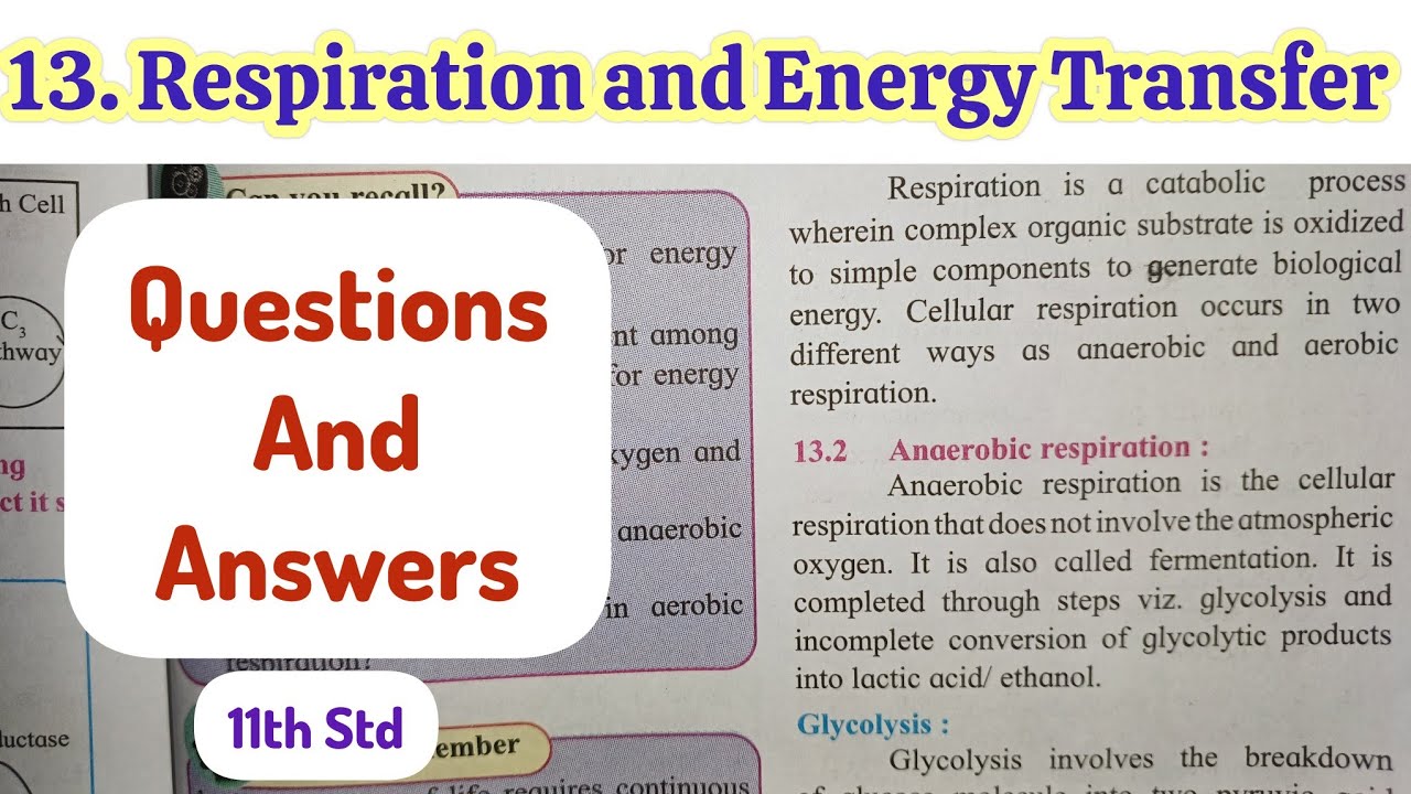 11th Std - Biology - Chapter 13. Respiration and Energy Transfer ...