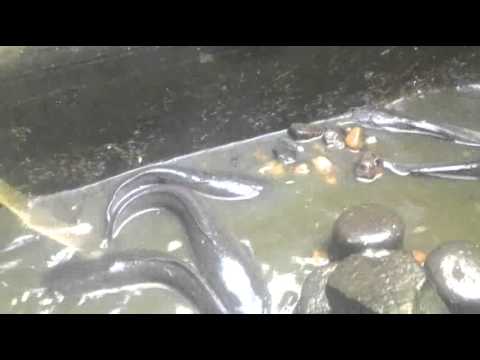 African Mushi in tank - YouTube