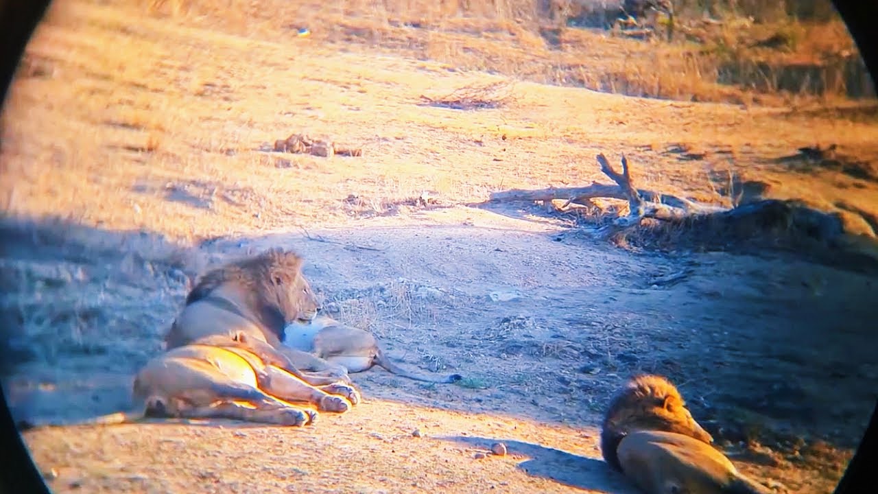 3 Black Dam Male Lions with Monwana Lioness | Kruger | 24 October 2025 ...
