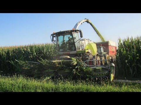 Claas Jaguar 980 Type 498 - Trinciato mais 2018 - Molon