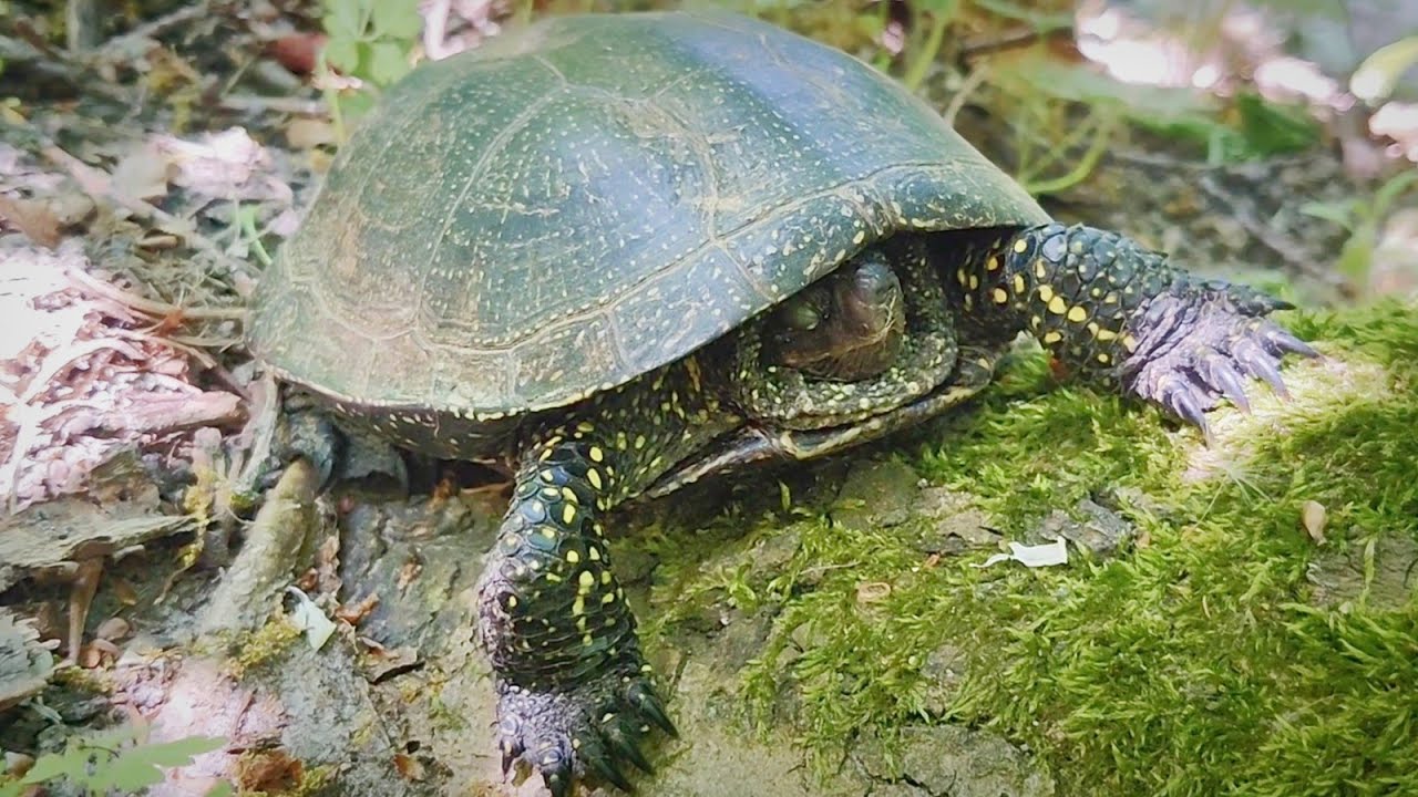 European 🐢 pond #terrapin, or pond #tortoise, or pond #turtle Emys ...