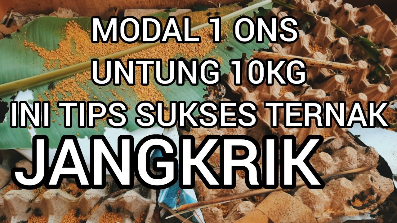 MODAL 1 ONS UNTUNG 10 kg || TIPS TERNAK JANGKRIK BAGI PEMULA #jangkrikalam - YouTube