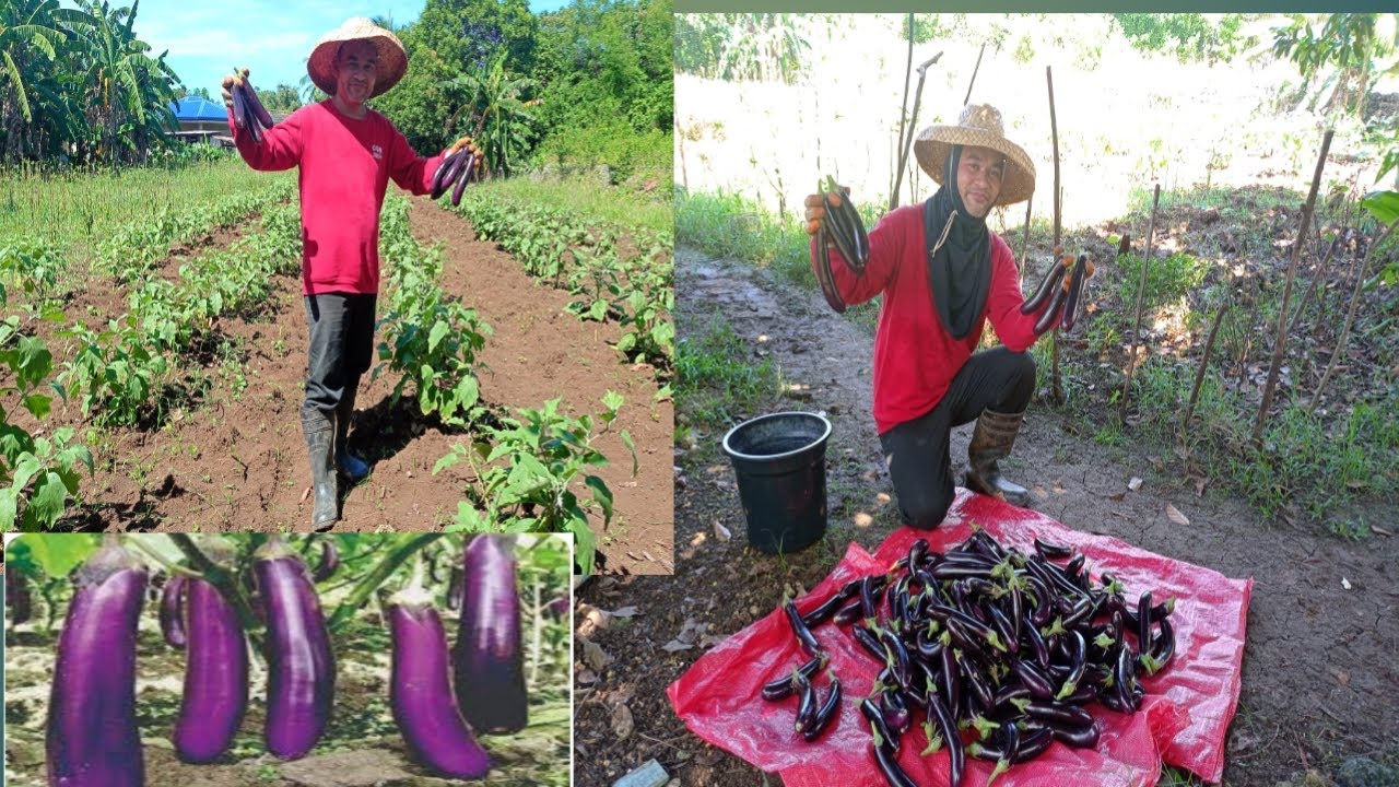 Harvesting Eggplant 🍆 Calixto F1 || Roel Terana Vlogs - YouTube