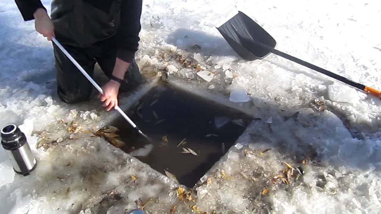 Sampling Daphnia magna ephippia in Moscow Zoo - YouTube