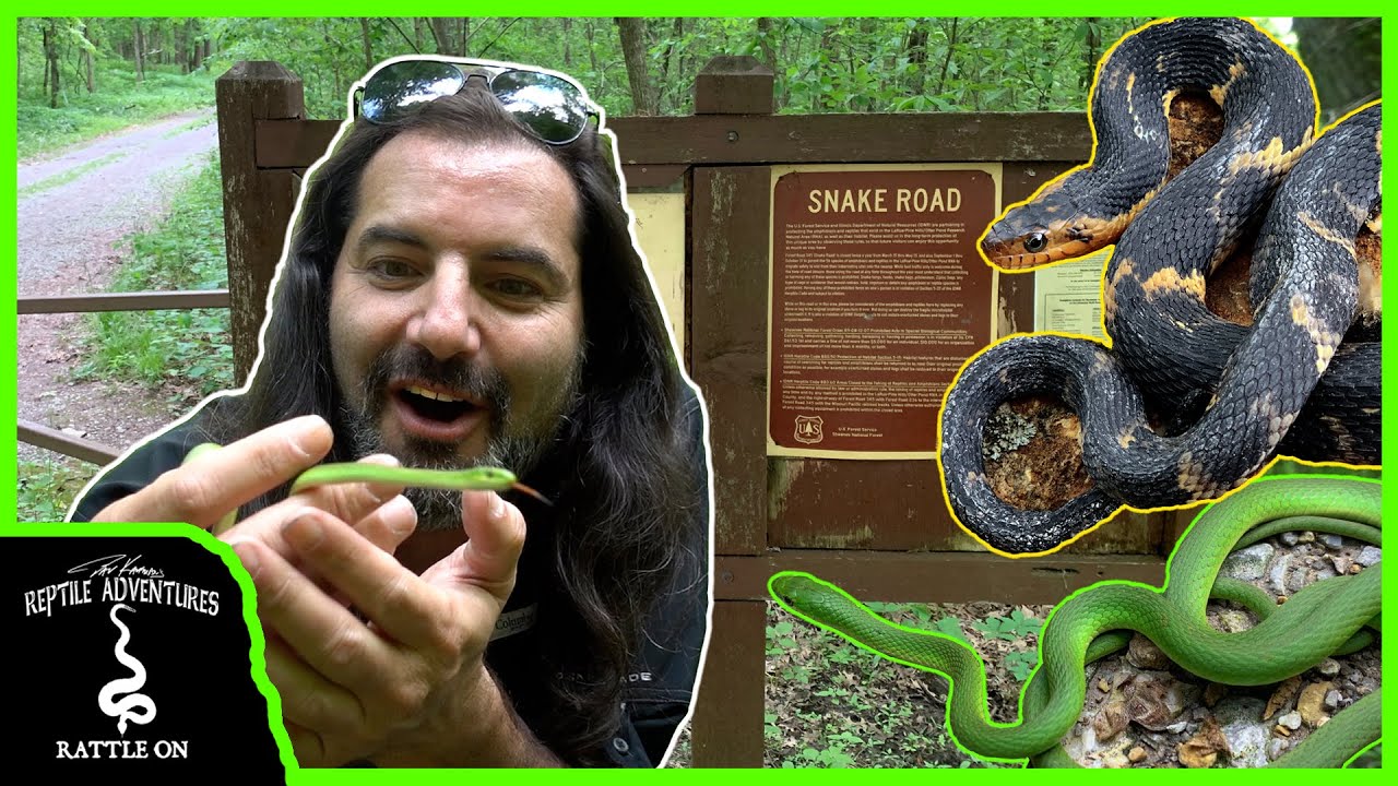 A PET SNAKE THAT DOESN'T EAT RODENTS? (Snake Road, Part 2) - YouTube