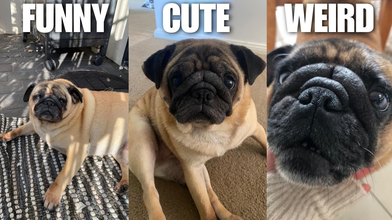 WEIRD, CUTE & FUNNY PUG MOMENTS! (Daisy the Pug) - YouTube
