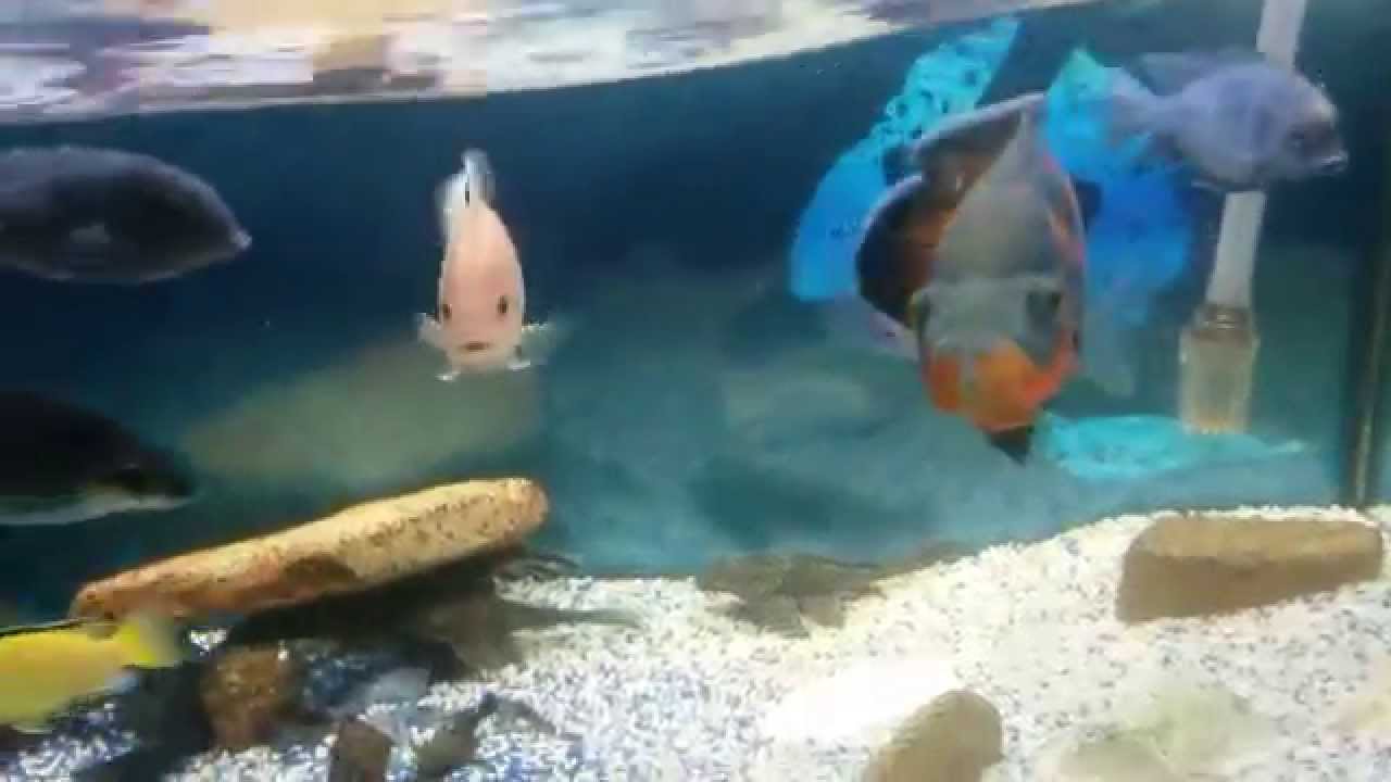 pesce Oscar che mangia pesciolino - YouTube