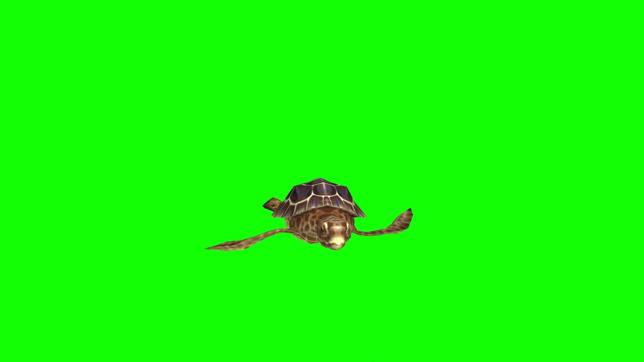 Animated Turtle Swimming Green Screen Clips - YouTube