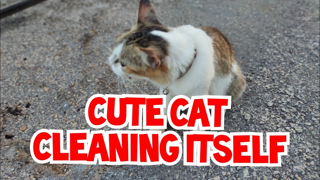Cute Cat Cleaning Itself - YouTube