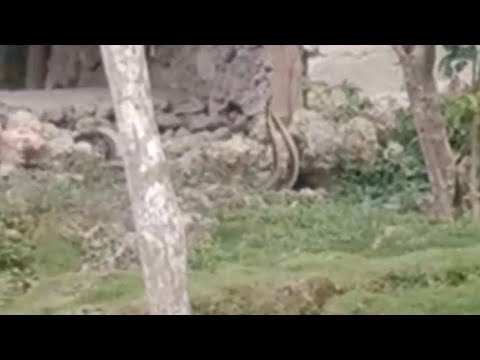 Banakon"King Cobra" Nadisturbo ang Honeymoon... - YouTube