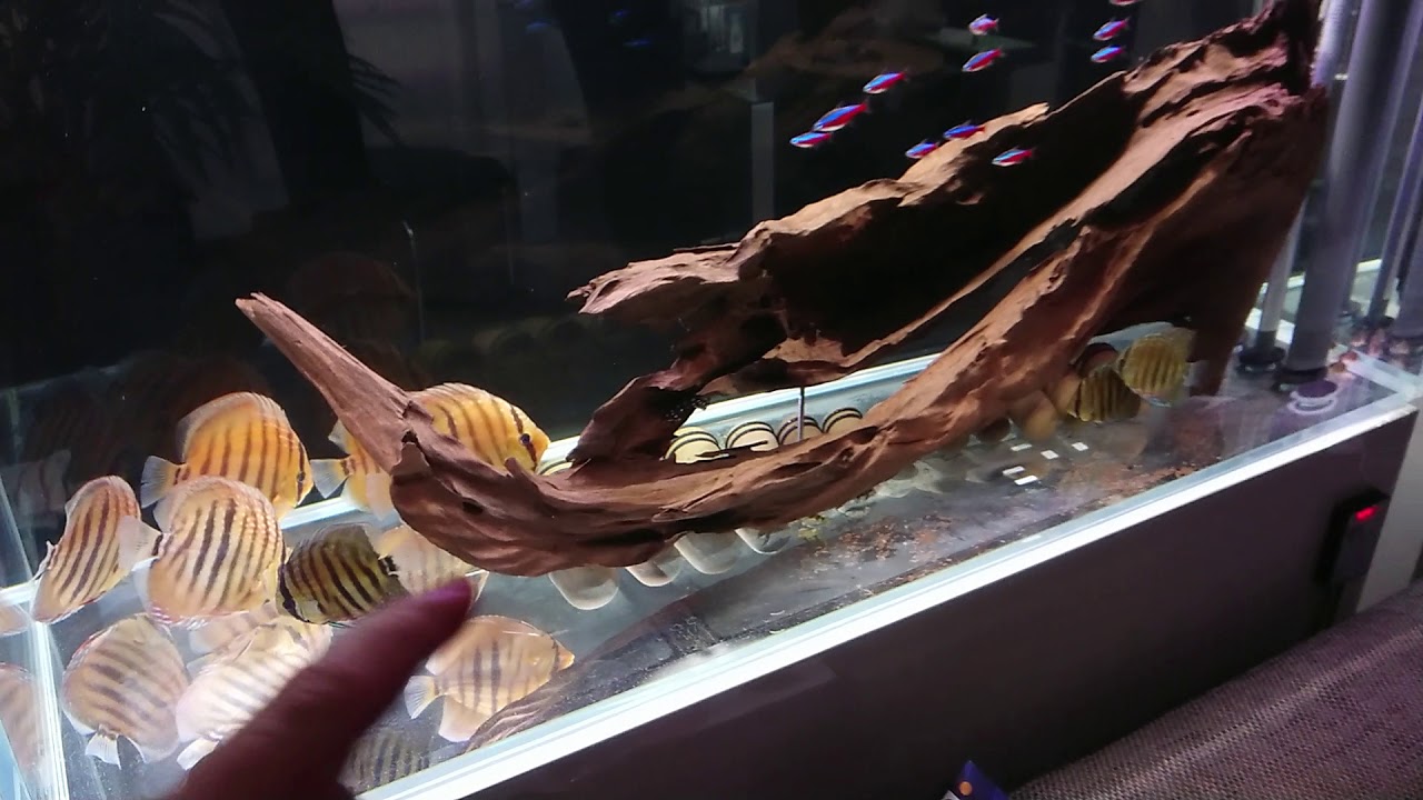 New Discus F1 Ica Red or Royal.. beautiful ;) - YouTube