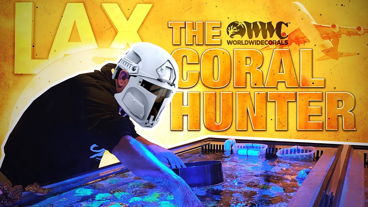 The WWC Coral Hunter - YouTube