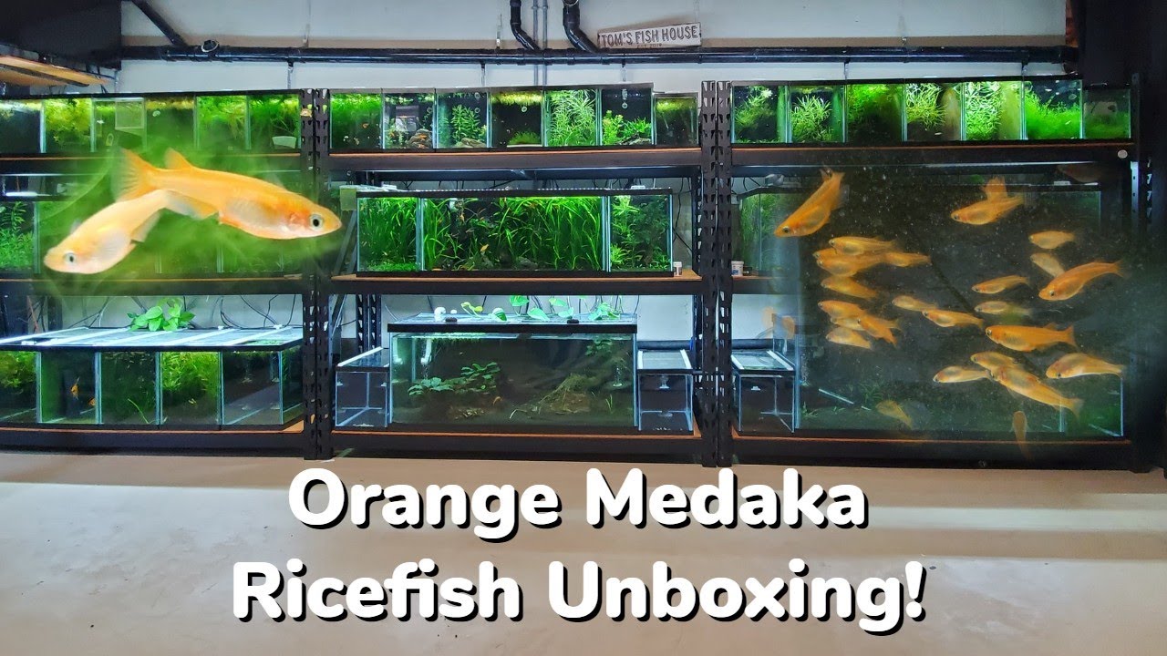 Orange Medaka Ricefish Unboxing! Ricefish Back in the Fish Room! - YouTube