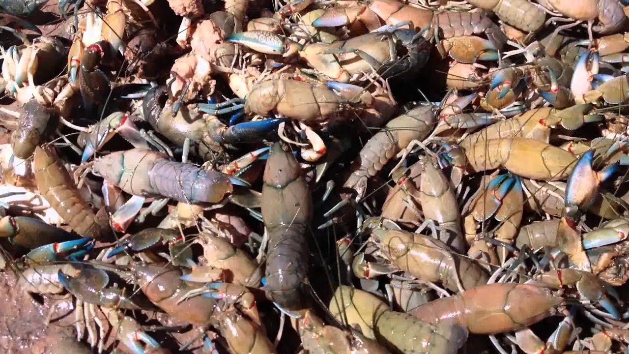 The Yabbie hunter - YouTube