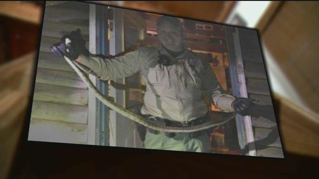 Two Minutes of Mayhem: Snake in Bed - YouTube