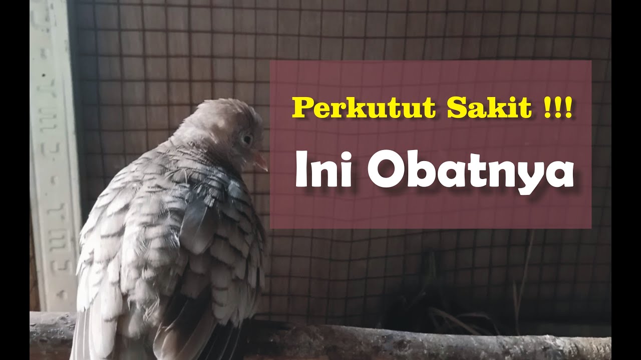 CARA JITU MENGATASI PERKUTUT SAKIT || Tips dan Info Seputar Burung Perkutut || - YouTube