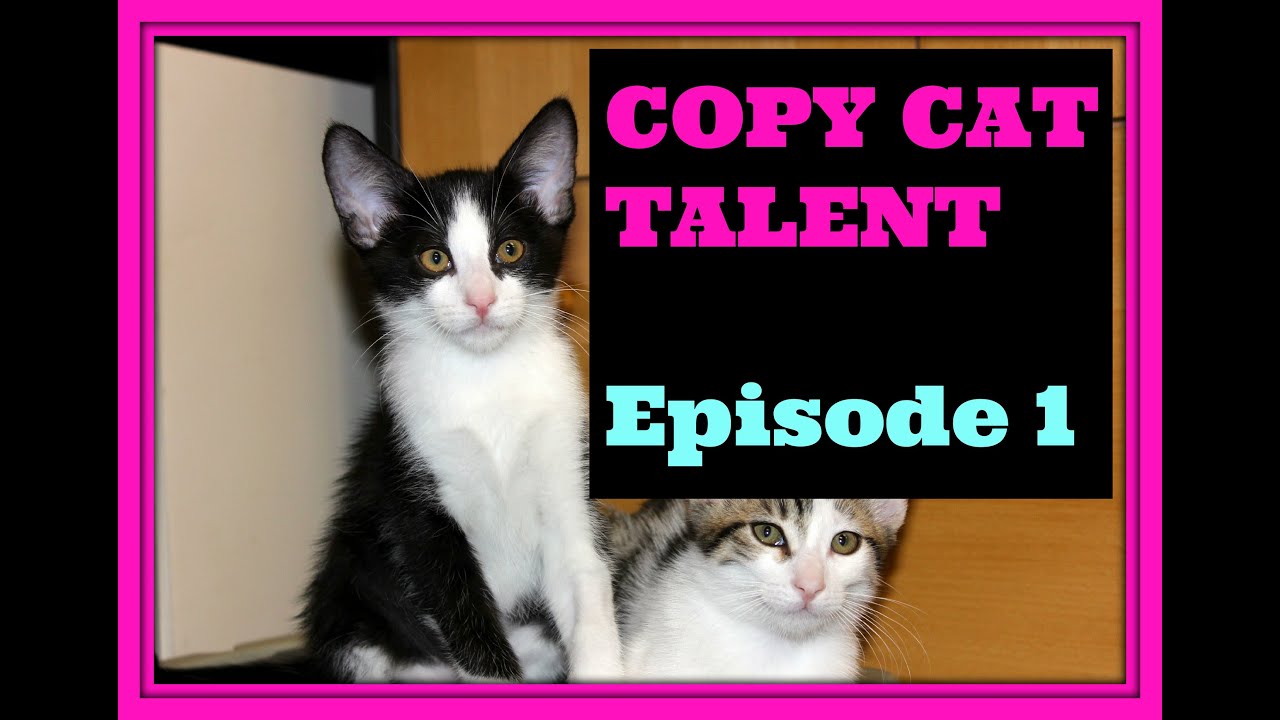 Copy Cat Talent - Episode 1 - YouTube