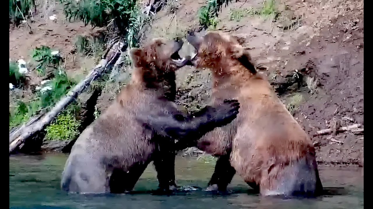 19 Jul 2024: Brothers 99 and 913 long play session (explore.org) - YouTube