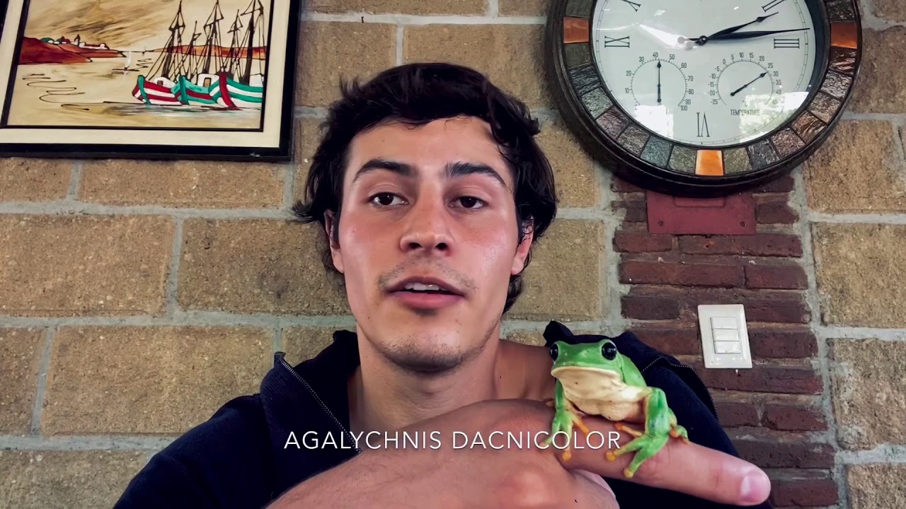 Rana endémica de México (Agalychnis dacnicolor) - YouTube