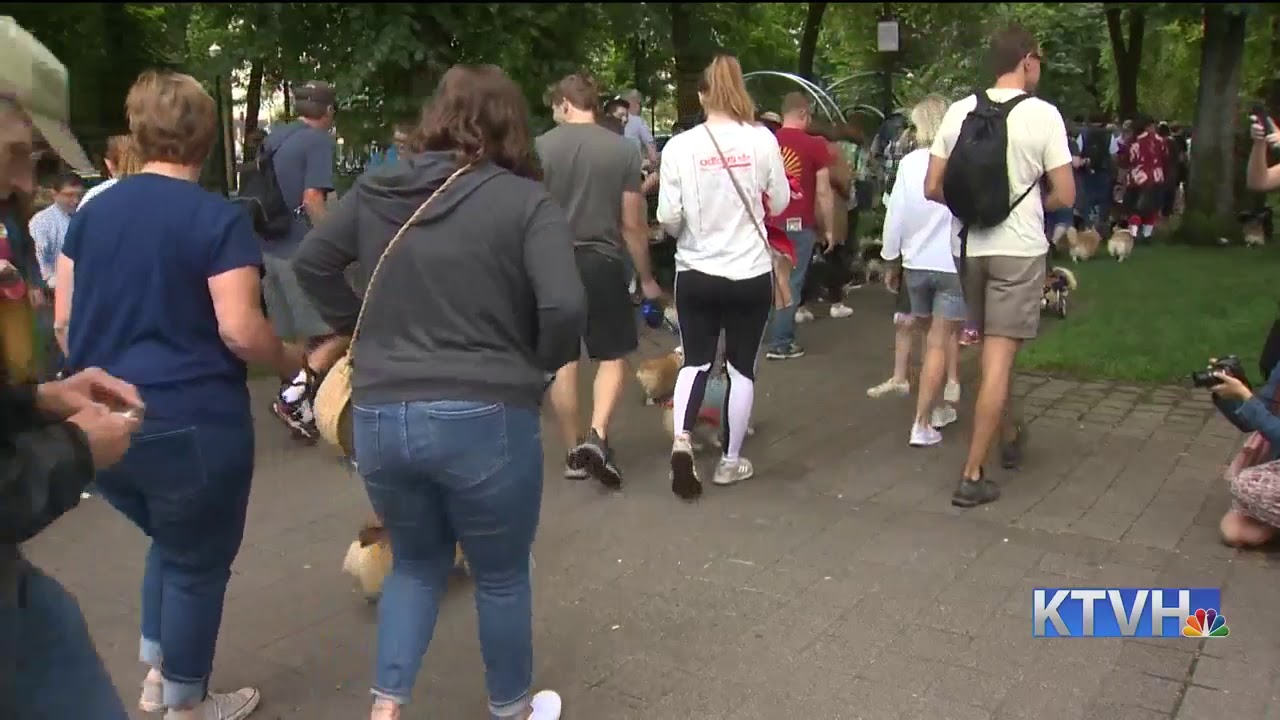 Portland hosts annual Corgi Walk - YouTube