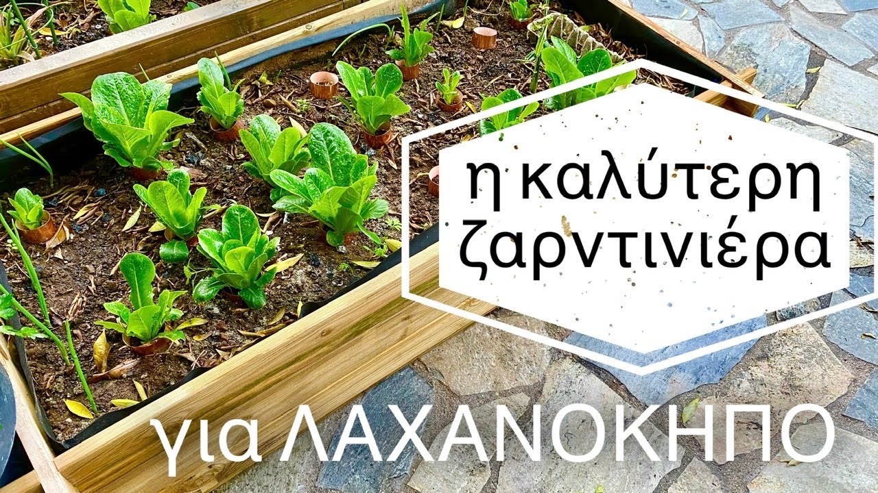 ⭕️ Λαχανόκηπος στο μπαλκόνι την ταράτσα | #ταμυστικατησγης - YouTube