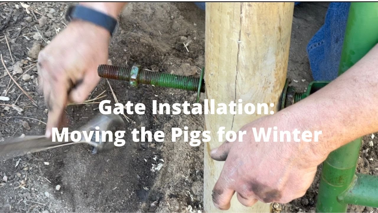 Gate installation: Let's Move The Pigs! #yogihollowfarm # ...