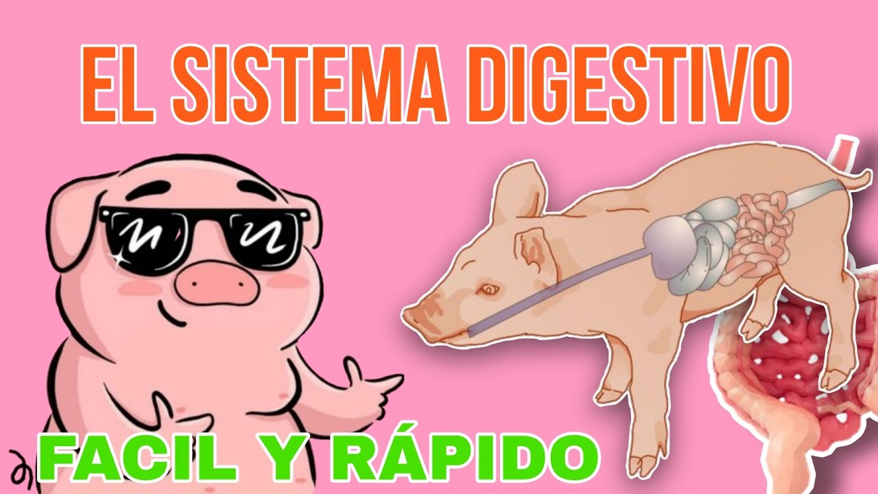 SISTEMA DIGESTIVO DEL CERDO Y SUS FUNCIONES. "solo lo que es" - YouTube