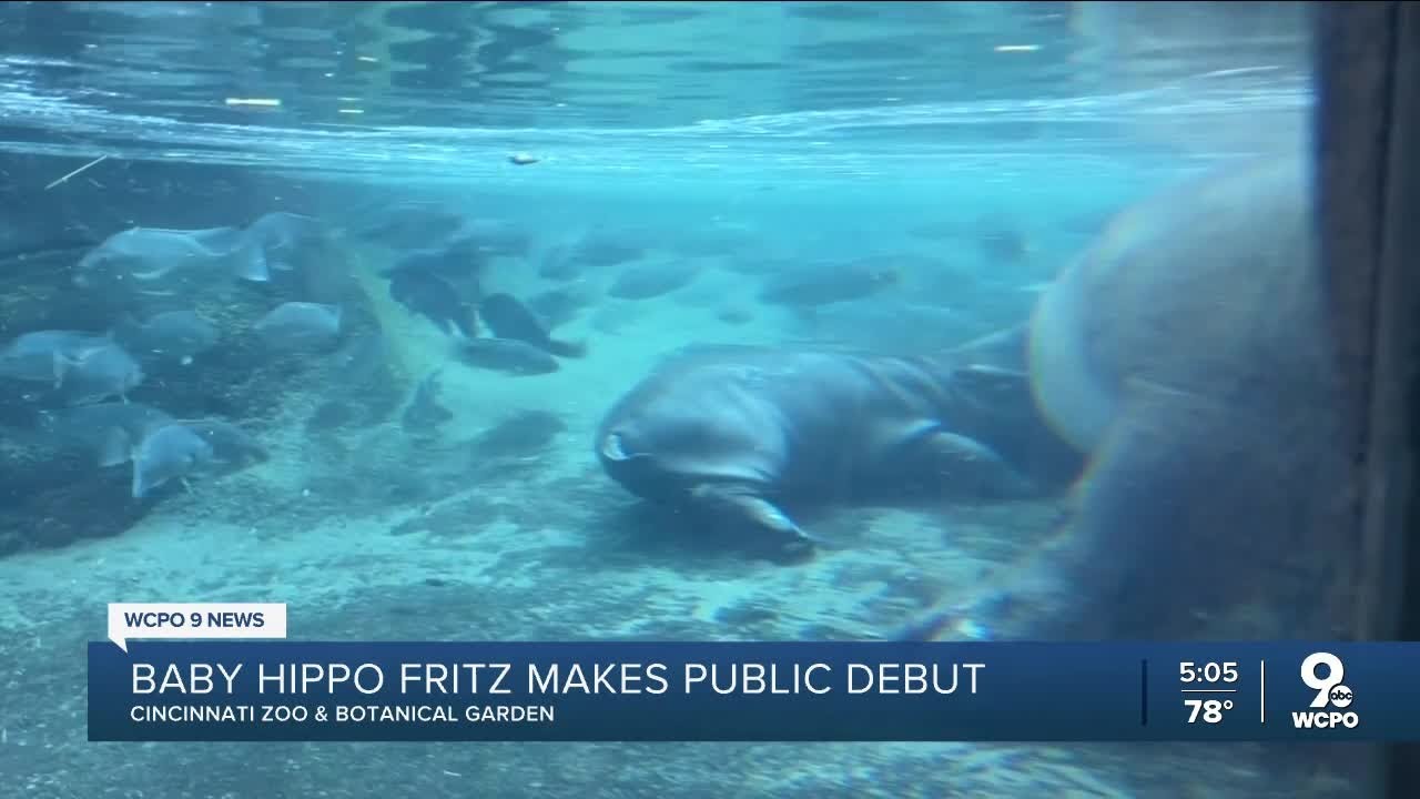 Cincinnati Zoo: Baby hippo Fritz is ready to meet his adoring fans ...