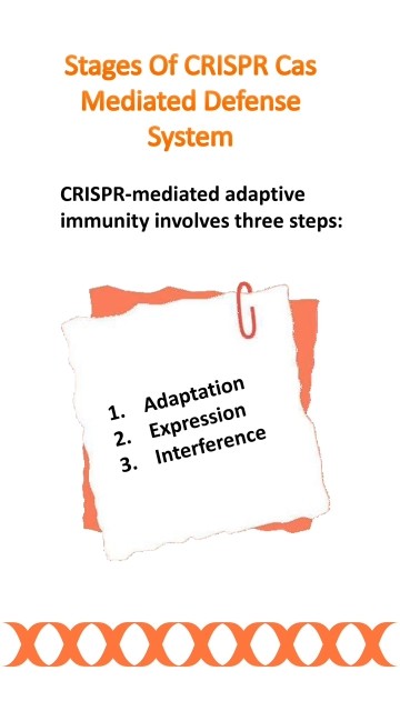 CRISPR CAS SYSTEM PART # 2 Stages of CRISPR Cas mediated defense system ...