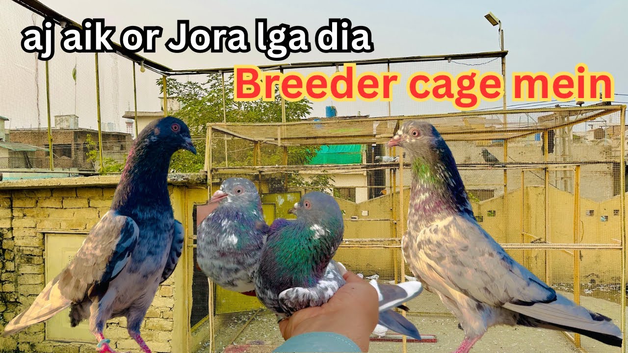 Aj aik or jora lga dia breeding progress 😱 | Dar pigeons club | - YouTube