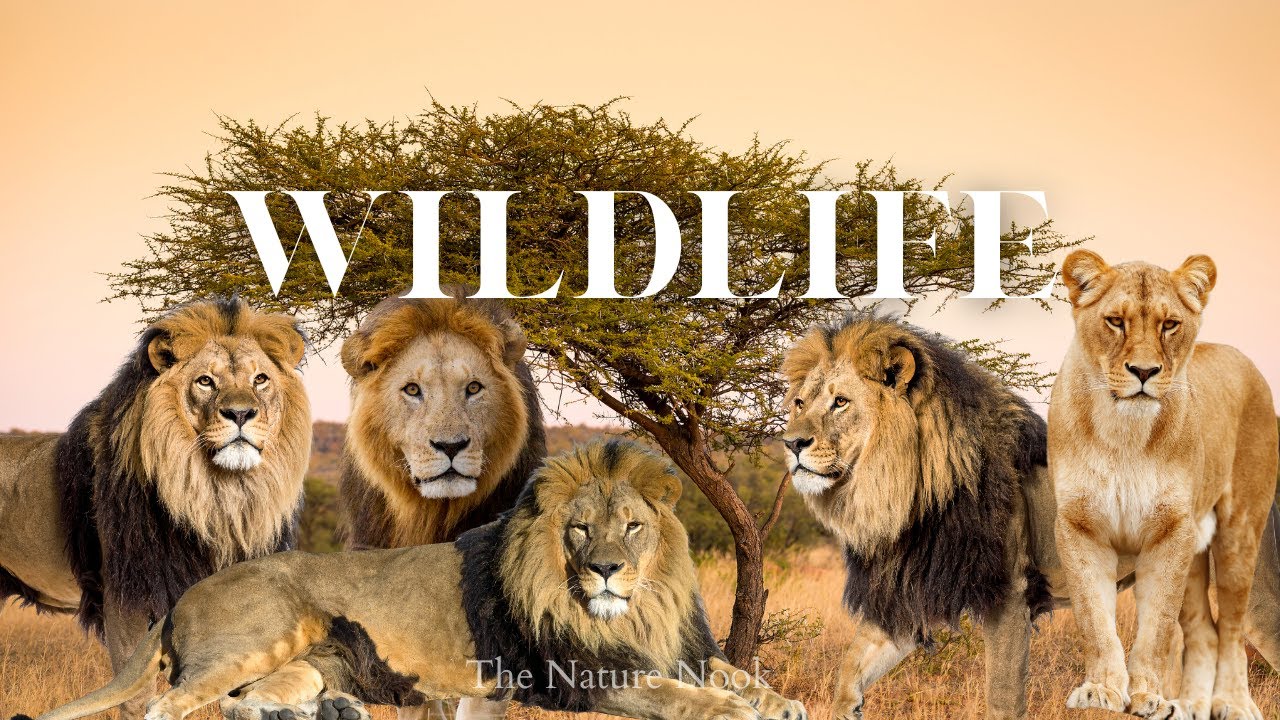 Life in the Wild: Stunning Wildlife Moments - YouTube