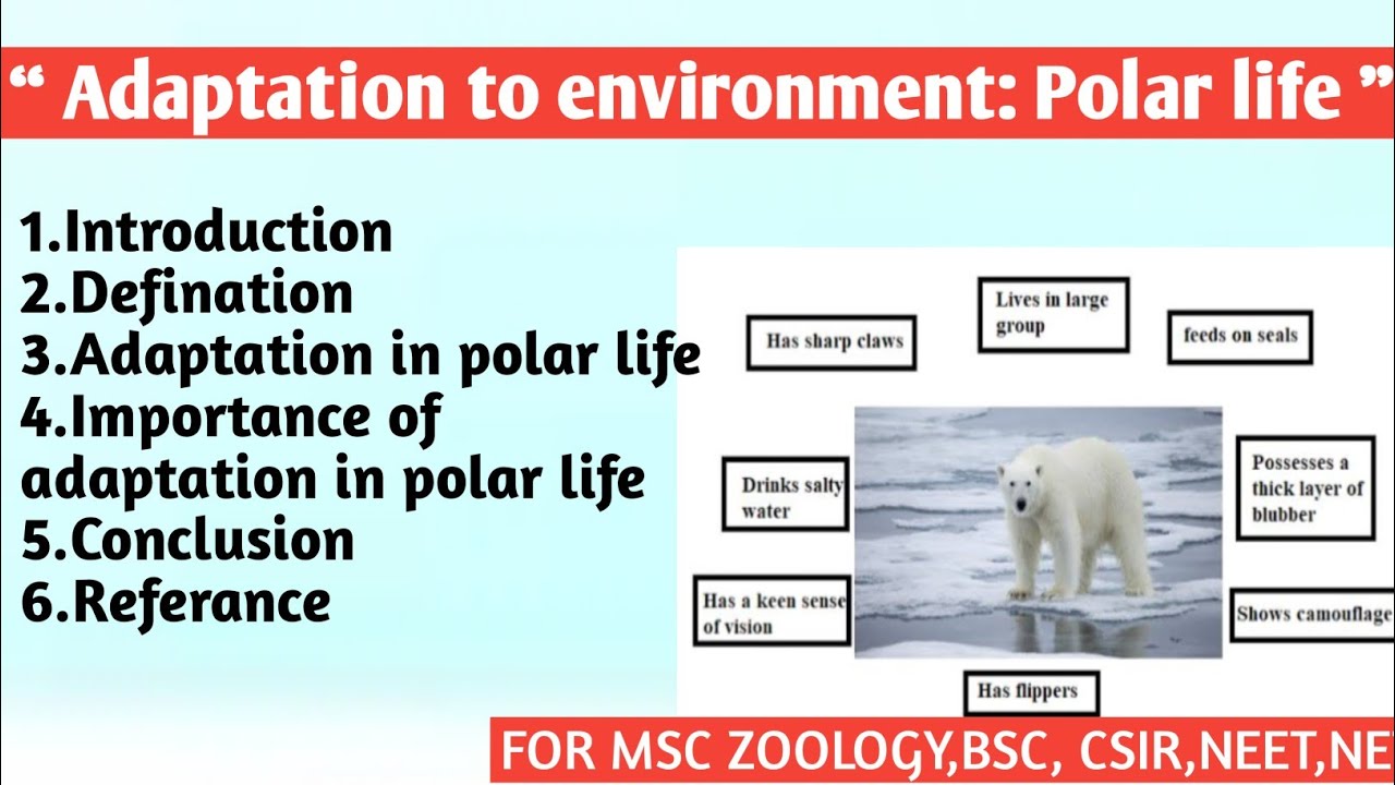 Adaptations to different environments: Polar life | Importance of ...