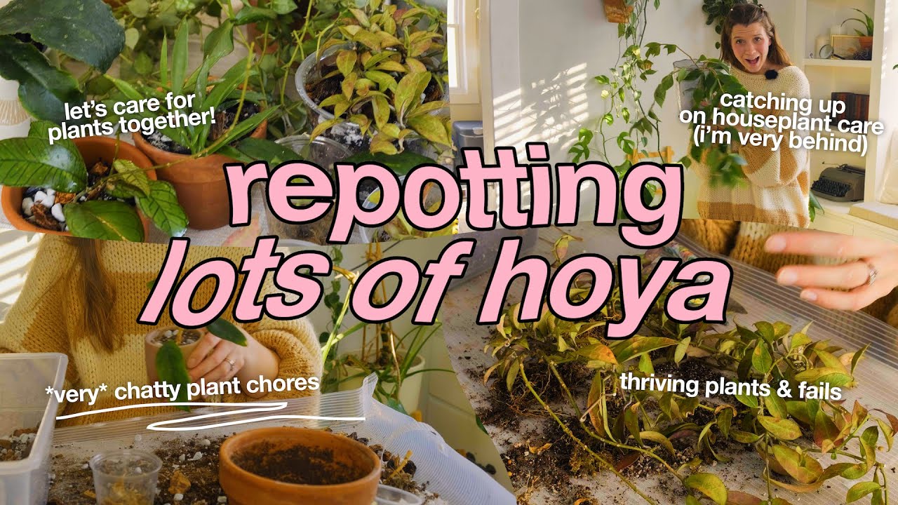 repot lots of hoya with me!! 🫶 (salvaging plants with root rot ...
