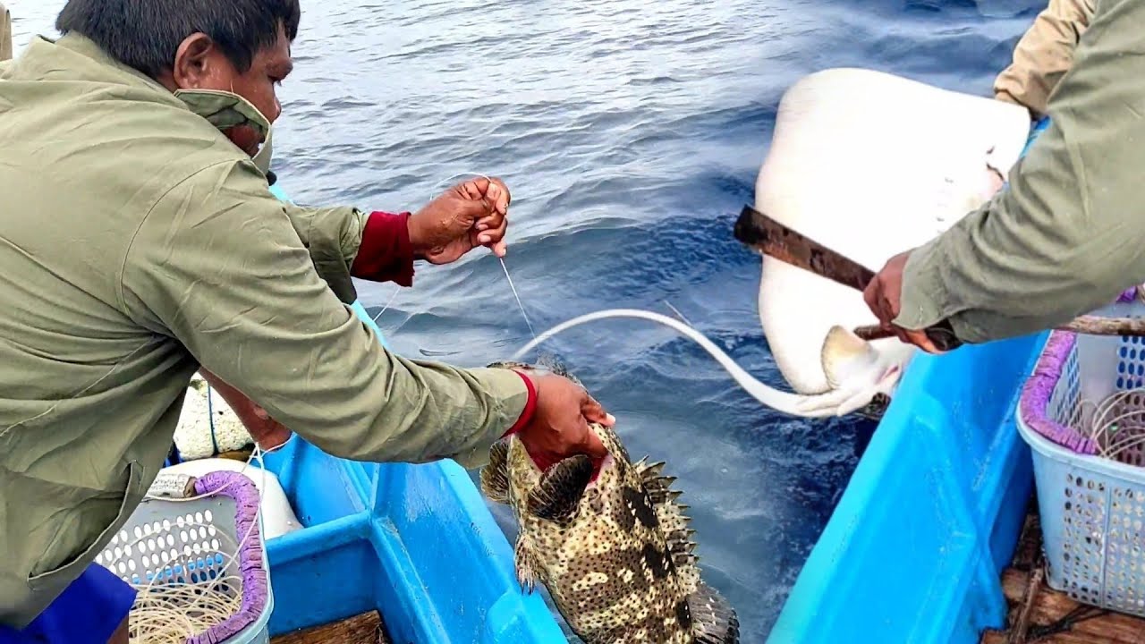 Perlawanan Pari dan Kerapu Dispot ini Membuat Tali Rawai Putus,. - YouTube