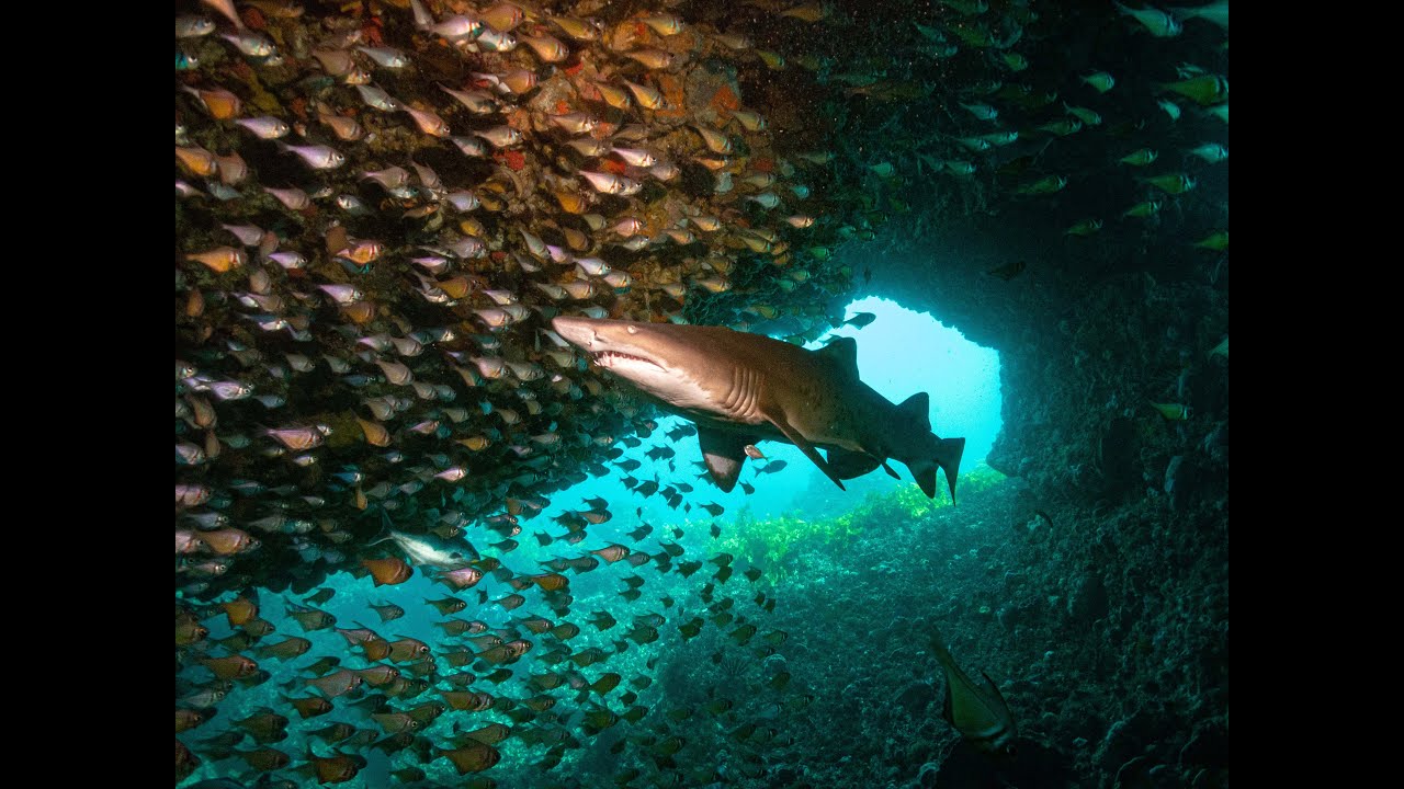 Shark Cave, Rottnest, Western Australia dive review - YouTube