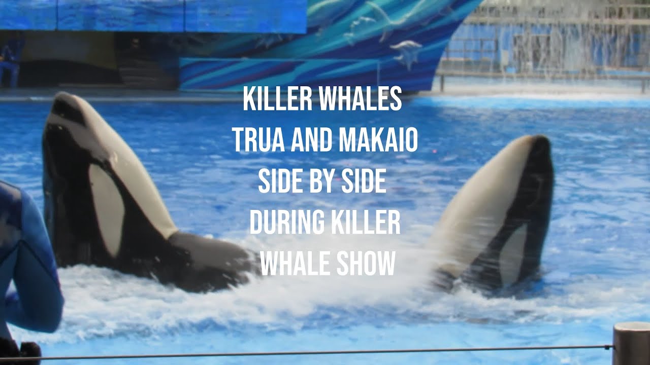 Trua and Makaio Side by side Seaworld Orlando 2018 - YouTube